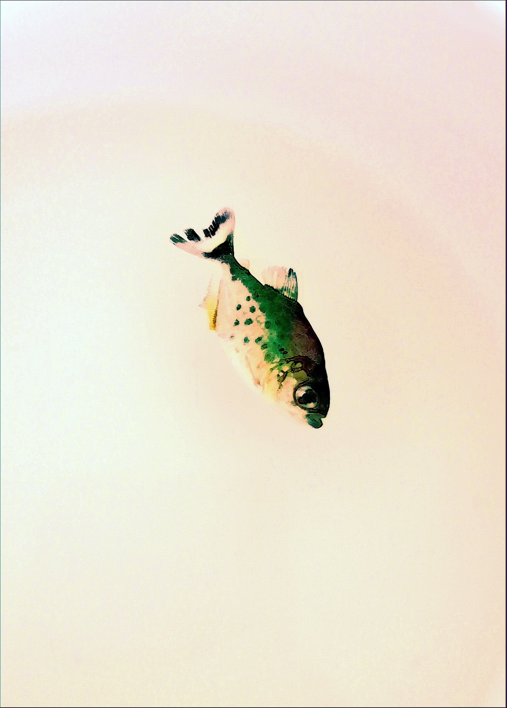 Fish 2