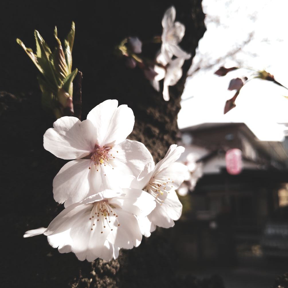 Cherry blossoms in a shadow