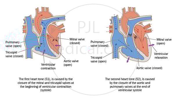 Cardiac cycle, systole and heart sounds
