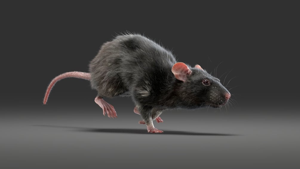Rat Fur Animated Black