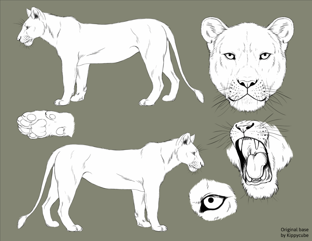 Lion Reference Sheet Base (feral, female)