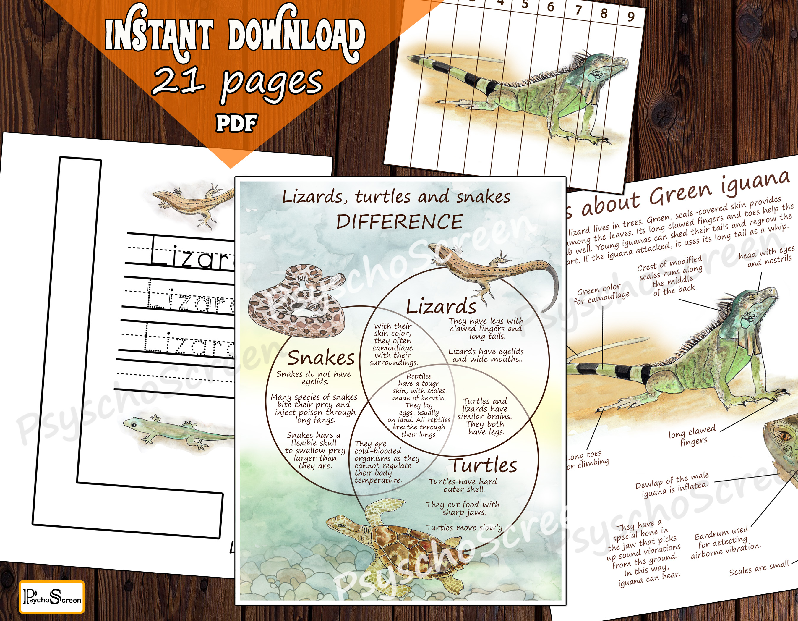 LIZARDS UNIT STUDY, Printable bundle with Anatomy, Diagram, Life cycle ...