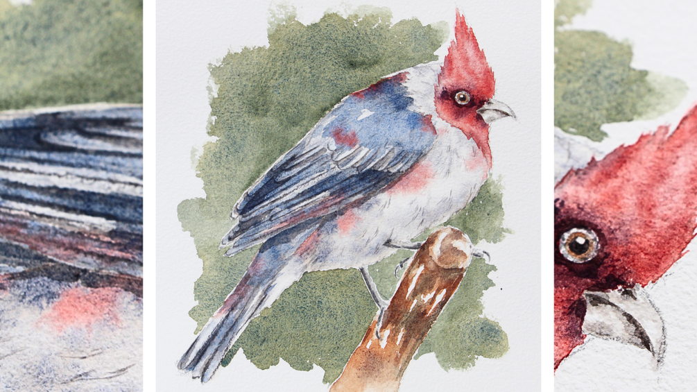 Watercolor Red-Crested Cardinal