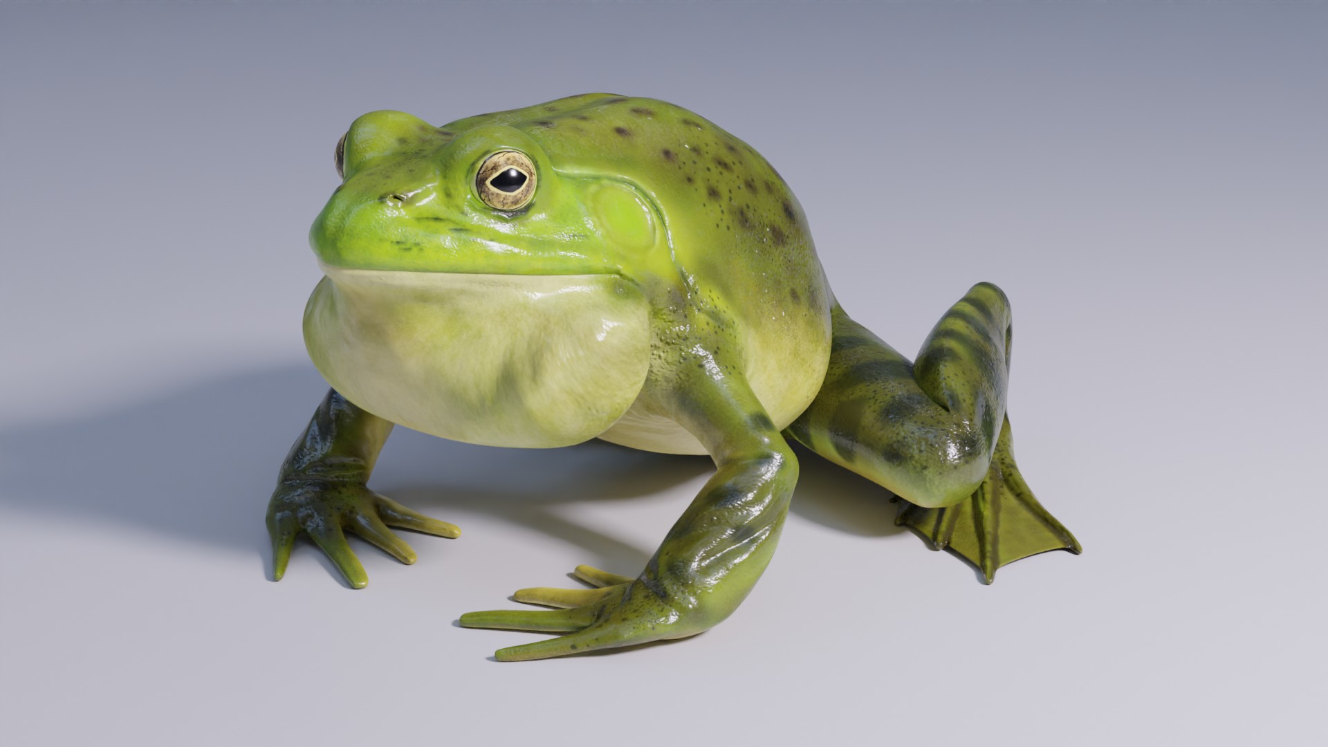 American Bullfrog - Animated