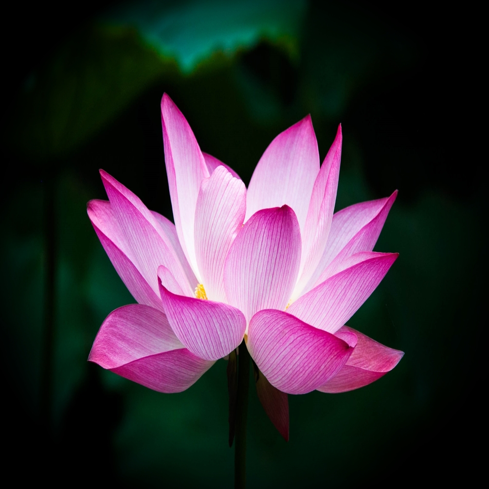 Nature image fiower and rose