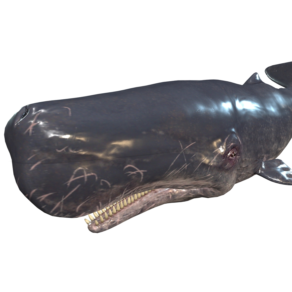 WHALE SPERM WHALE MOBY DICK ORCA KILLER WHALE DOLPHIN FISH SEA CREATURE ...