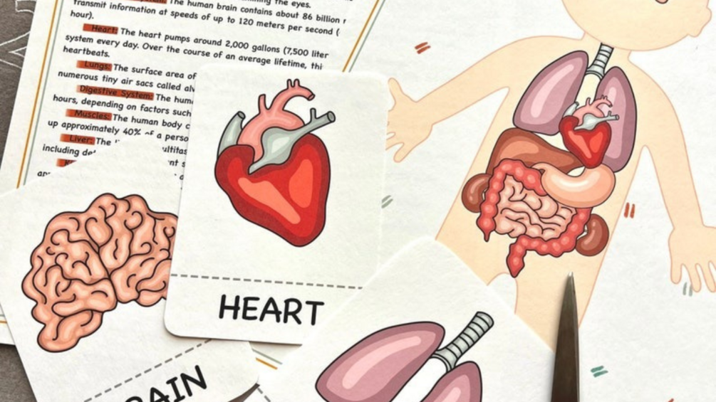 Human Organs and Body Flashcards