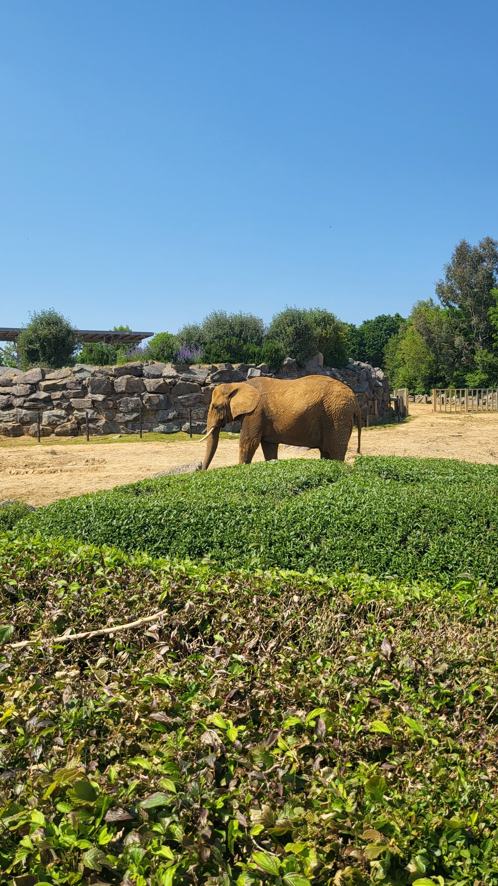 Ancient Elephant