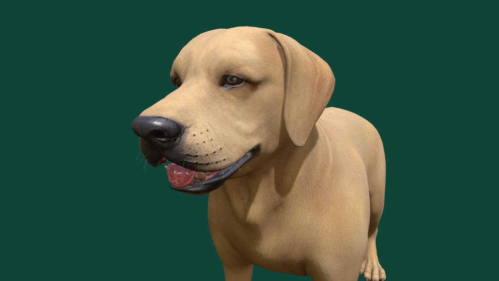 (FREE PRODUCT) Labrador Dog Game Ready Character 3D Model