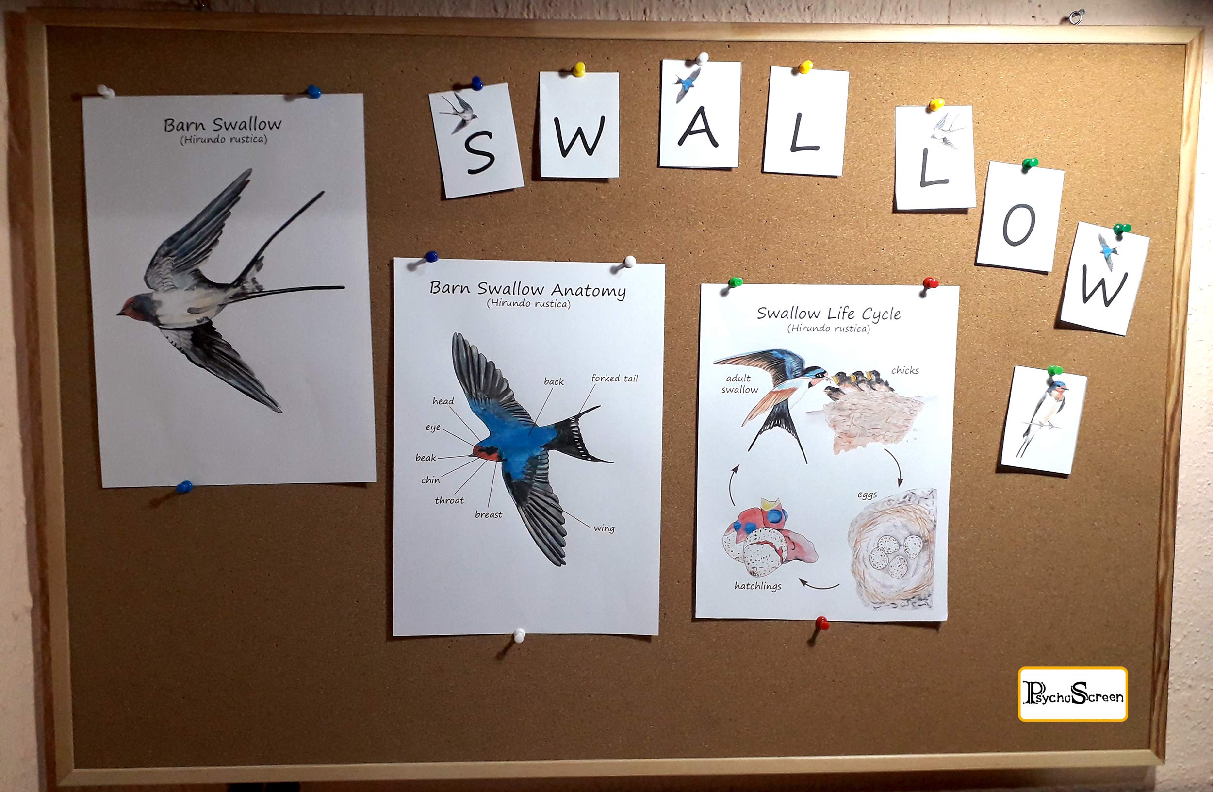 SWALLOW Unit Study: MEGA Printable swallows set, Barn swallow bird