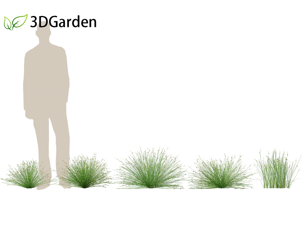 Isolepis cernua - Slender Club-rush 3D Model
