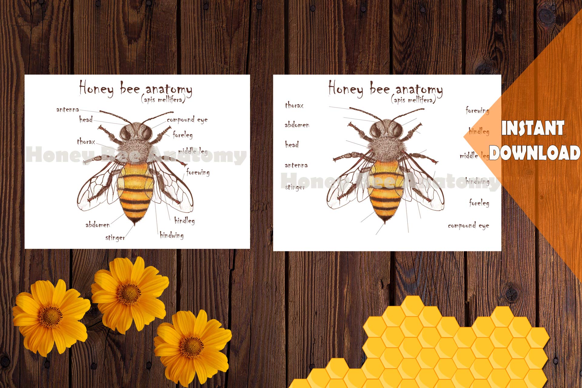 Honey bee ANATOMY & LIFE CYCLE, Body parts, Diagram, Printable handmade ...