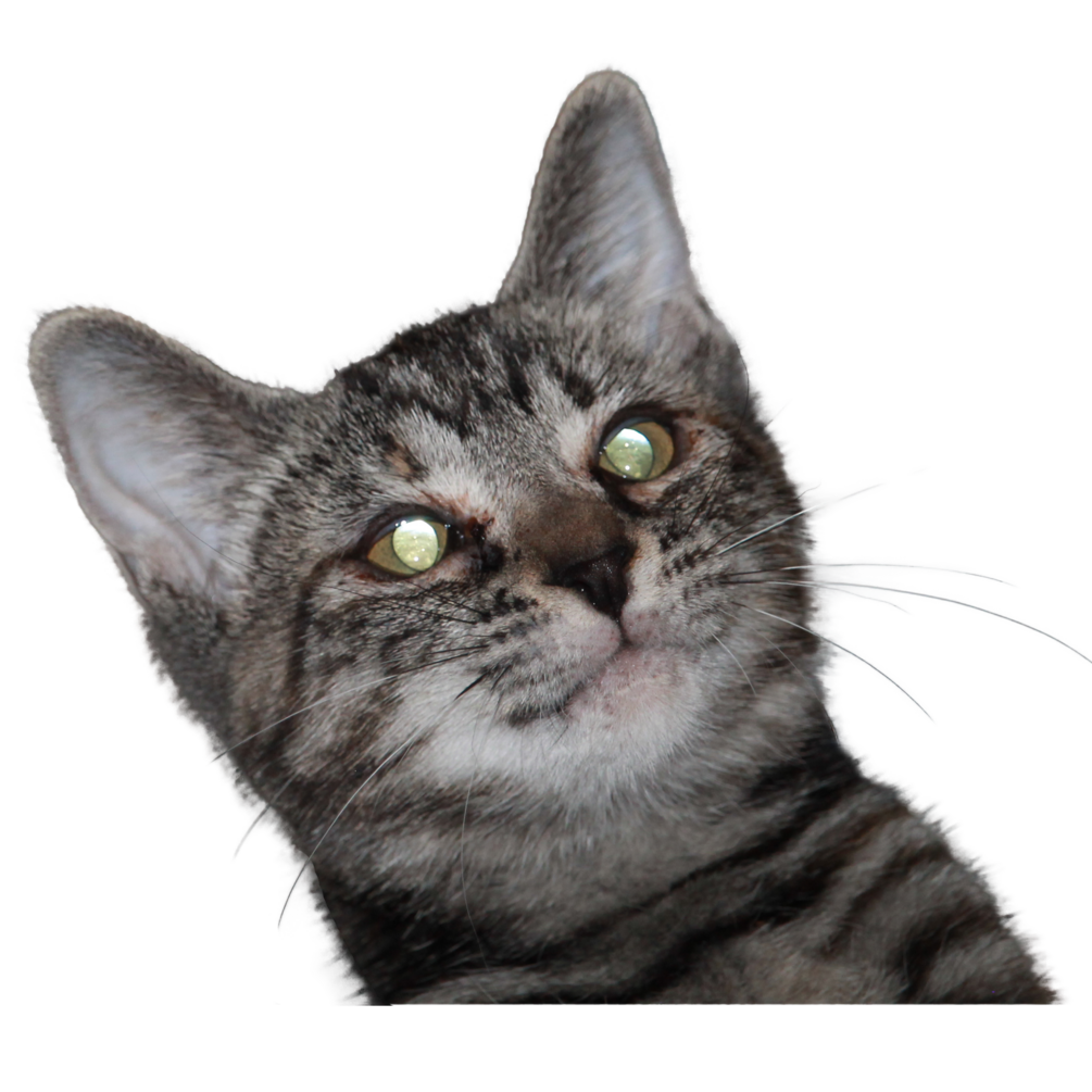 Cat Meme Transparency