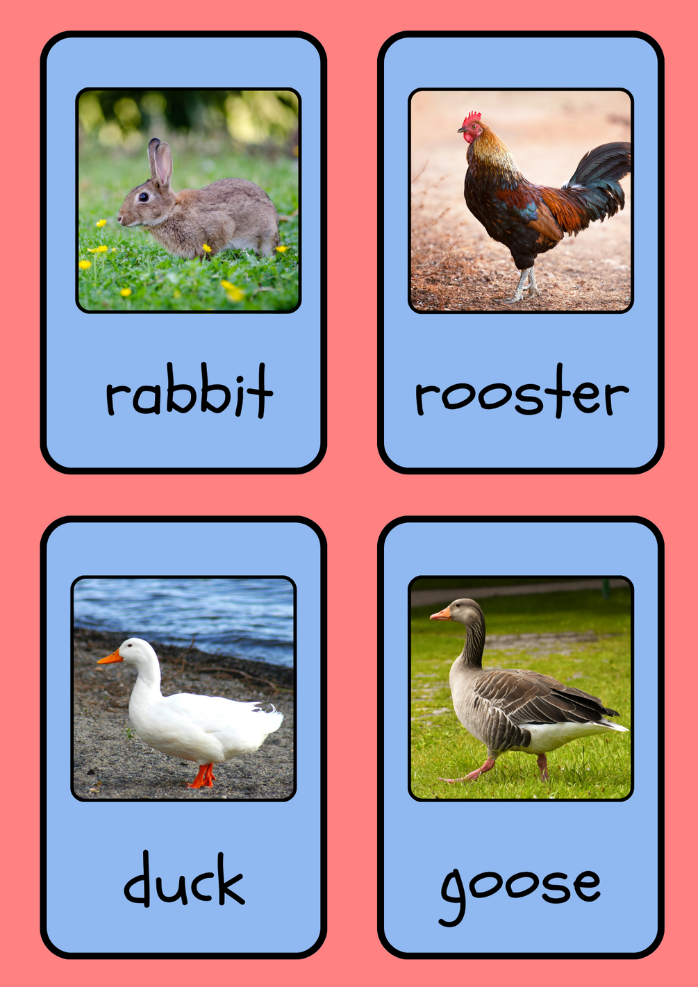 Farm Animals Flashcard