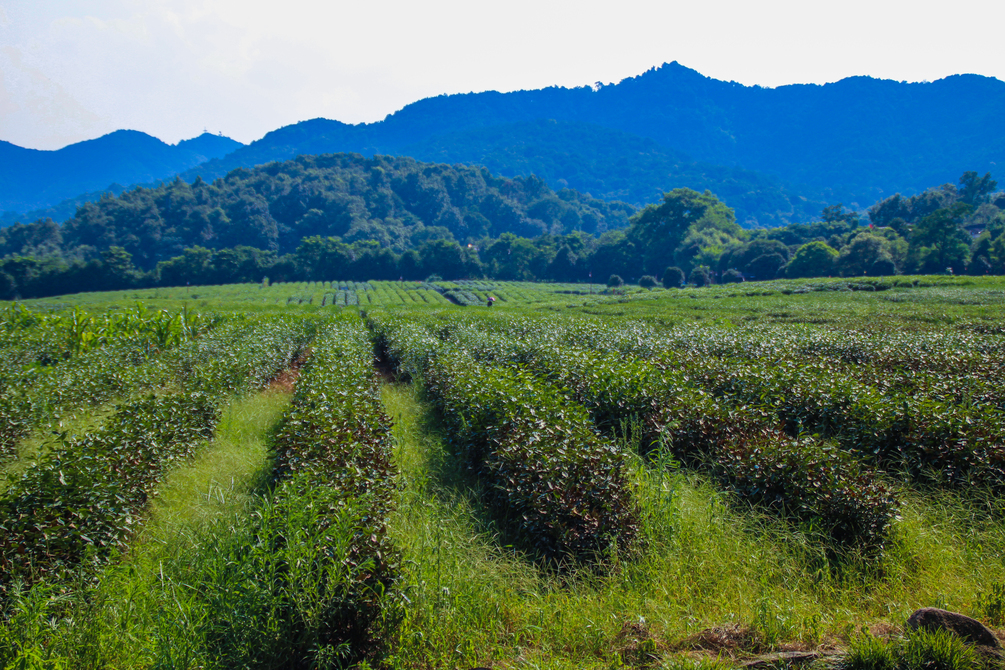 Hand-Rolled Imported Tea + Glass Infuser Cup