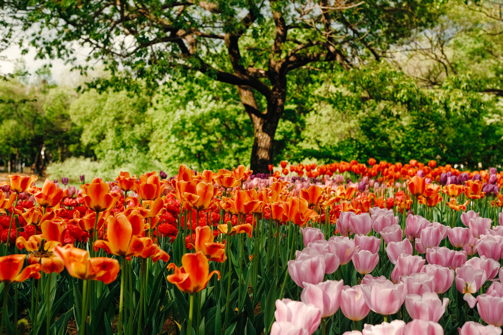 NR Film 2 - Lightroom Presets (Film 1.0 w/ Black-and-White Film Presets ...