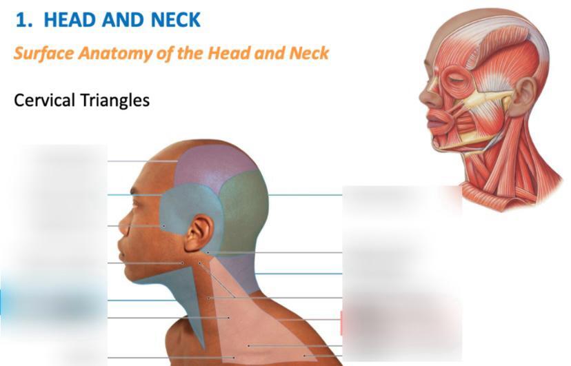 Anatomy Of Head And Neck Handwritten Notes