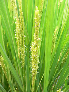 Stock Photo : Flower of Rice