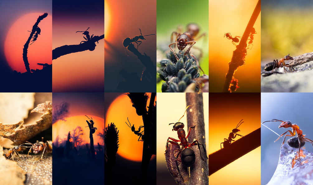 Life Of Ants - Wallpapers - Full HD