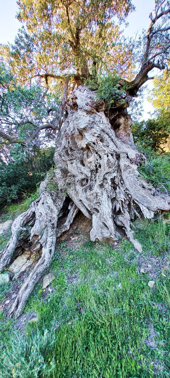 An Olive Tree's Enduring Legacy: A Symbol of Strength and Resilience