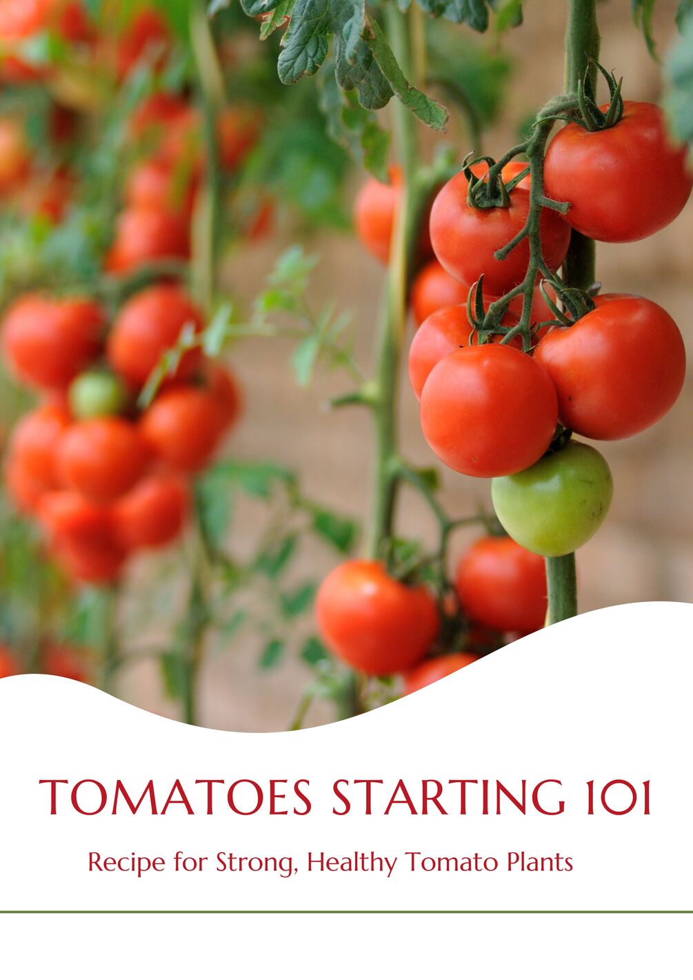 Tomatoes Starting 101. Recipe for Strong, Healthy Tomato Plants