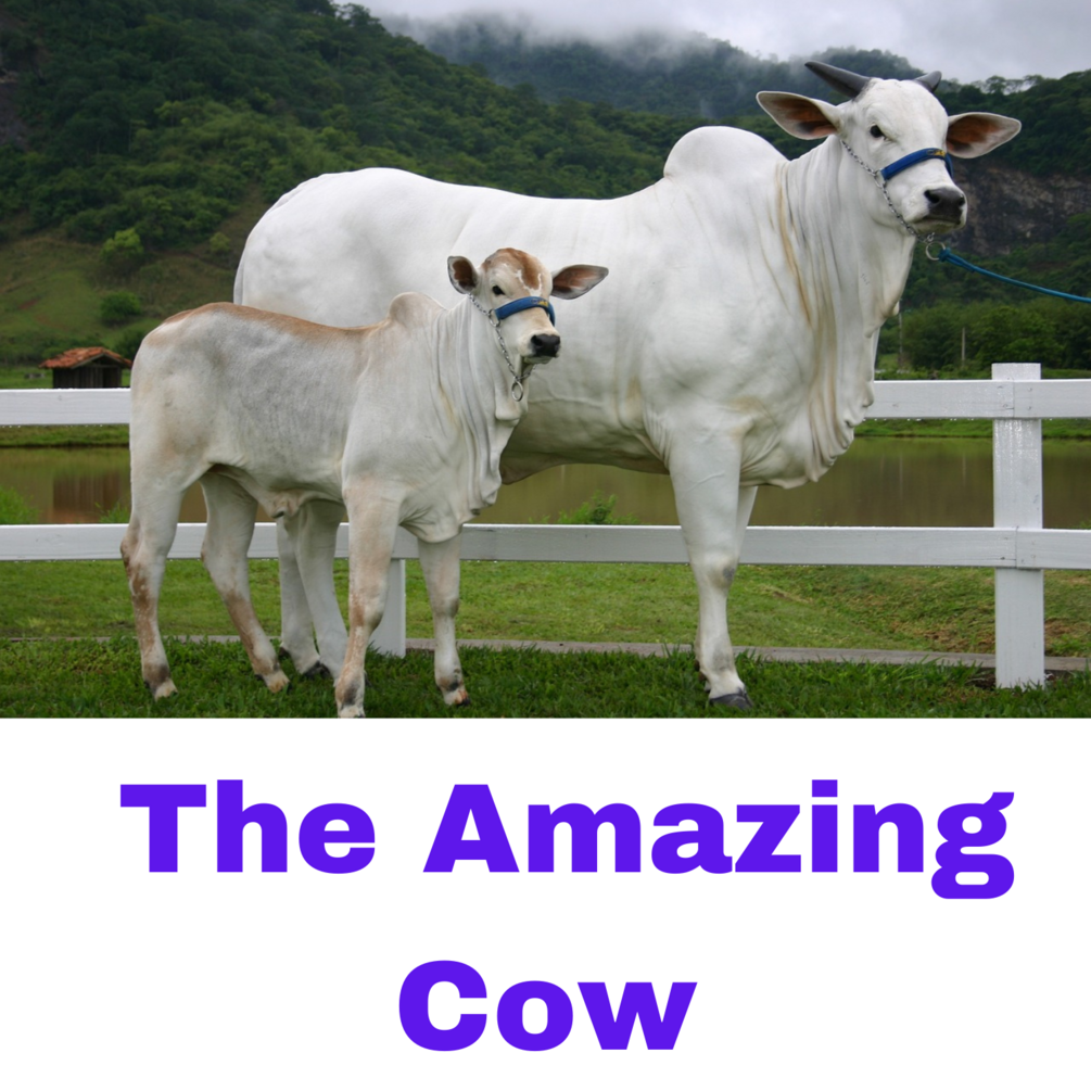 The Amazing Cow