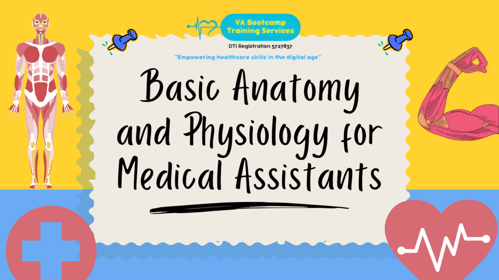Basic Anatomy and Physiology (Course)