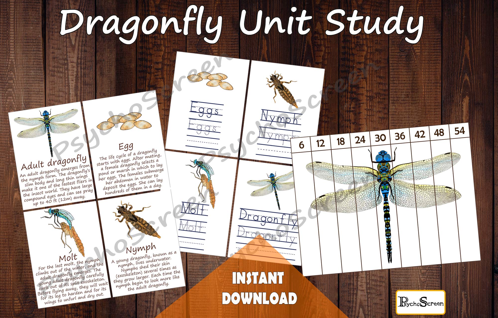 DRAGONFLY Unit Study: MEGA Printable dragonflies set, anatomy, life ...