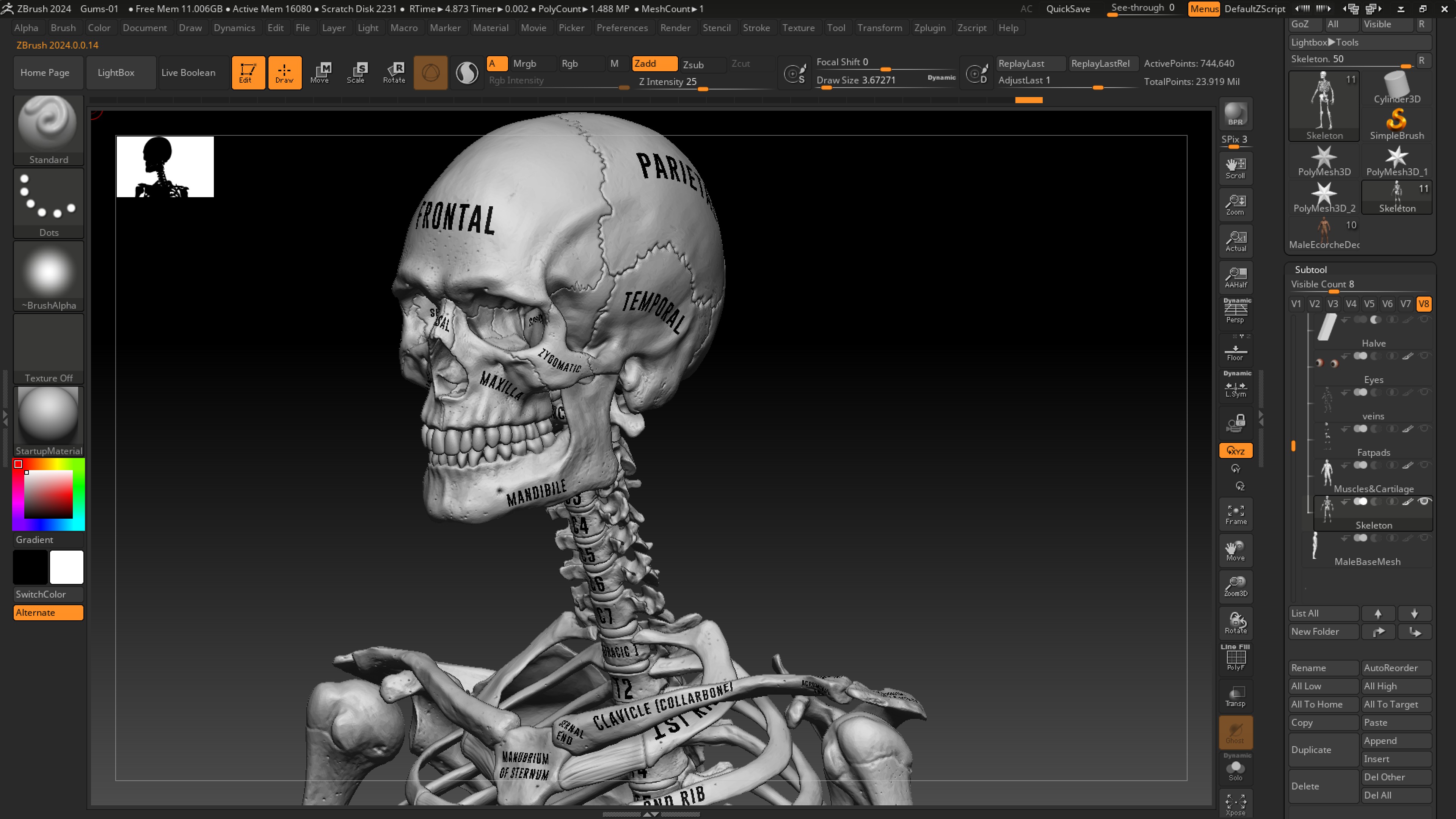 ECORCHE - Realistic Male Full Body Anatomy Model + BASE MESH