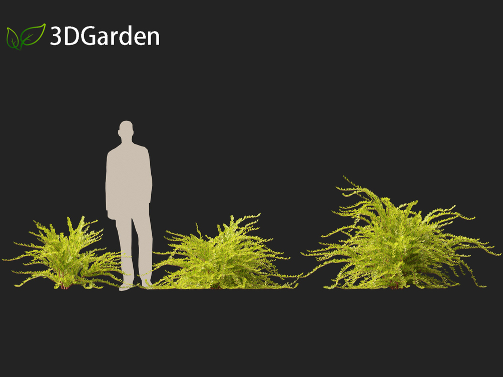 Lonicera nitida Lemon Beauty – Box Honeysuckle Shrub 3D Model