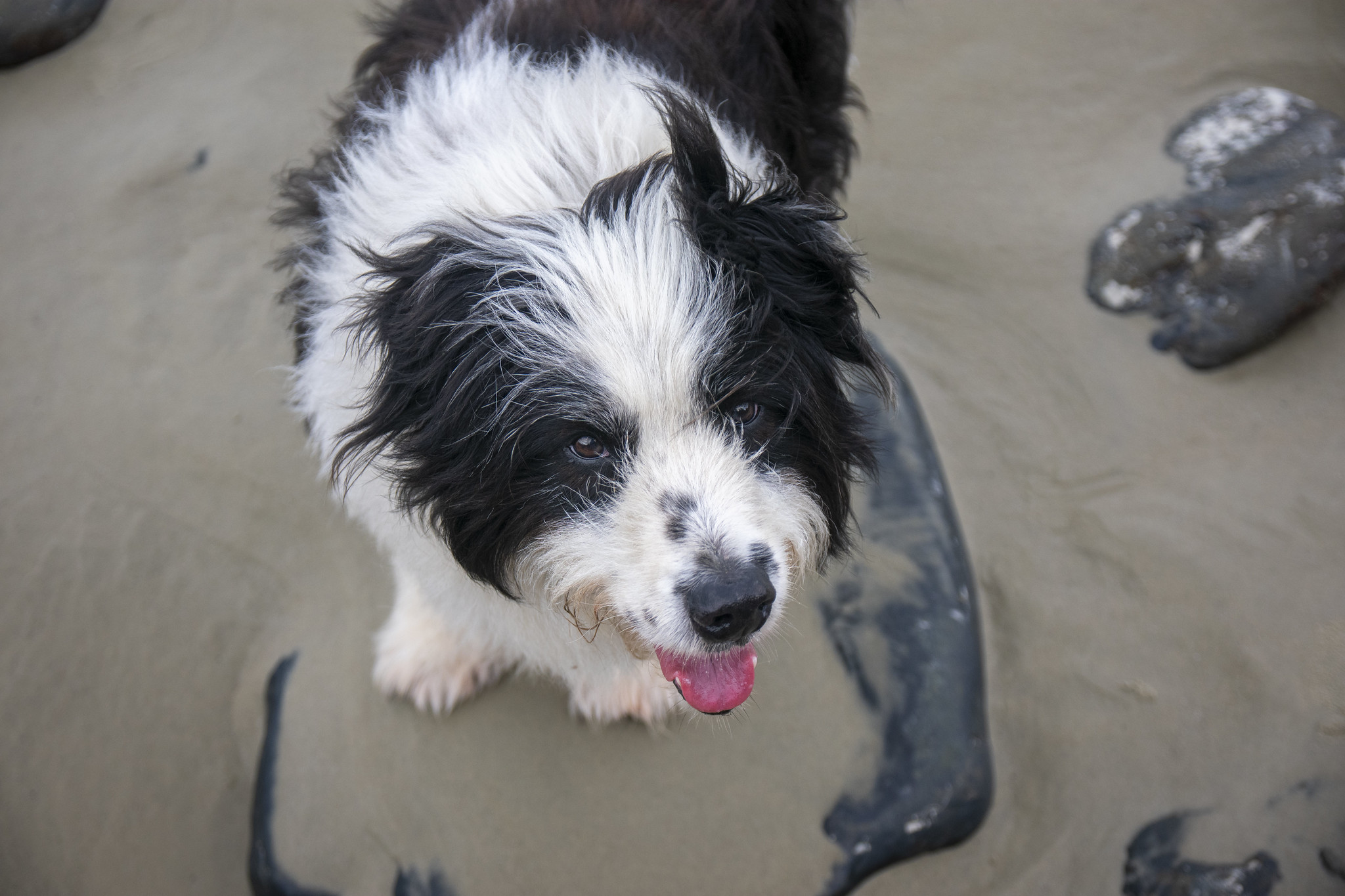 Goodwill Ambassador - David Lowe