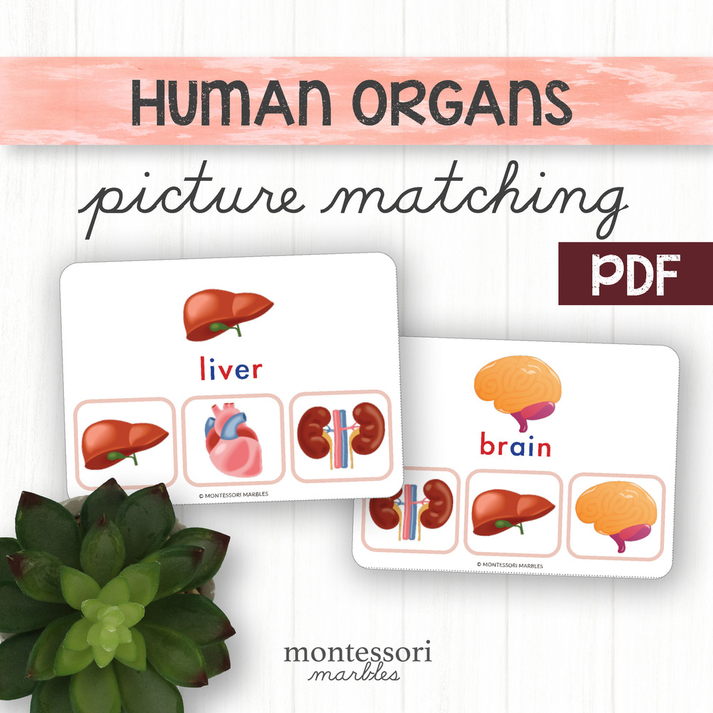 Human Body Organs Picture Matching | Anatomy for Toddlers, Preschool ...