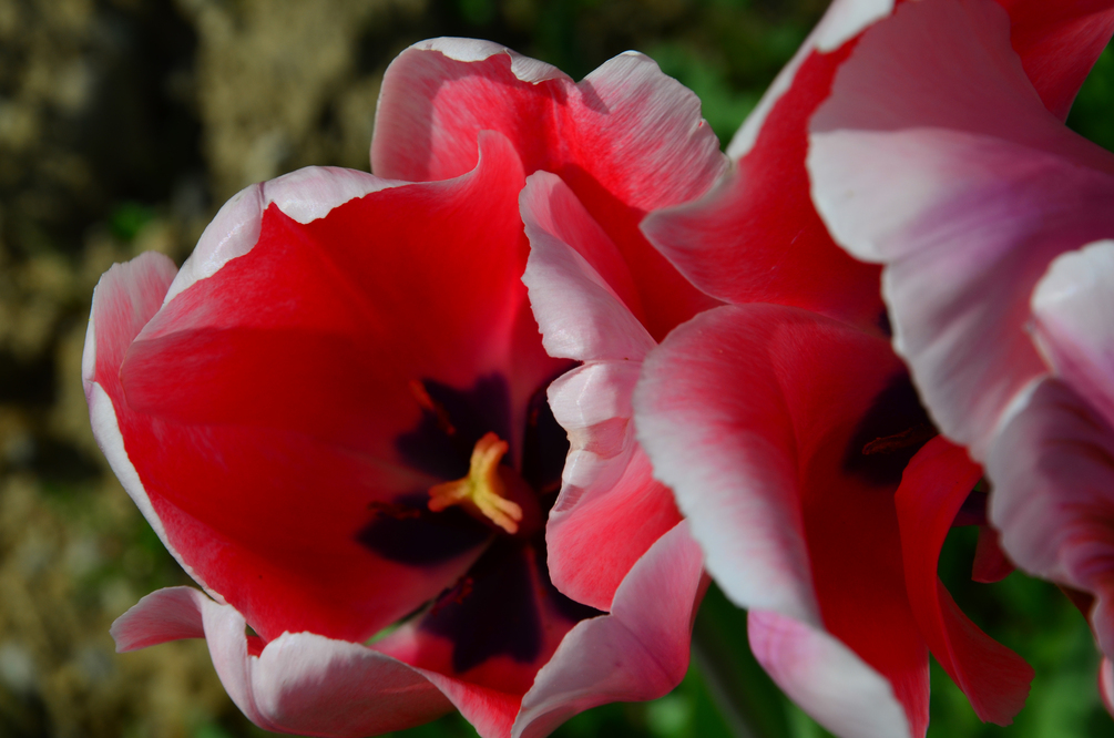 Pink flower (postcard)