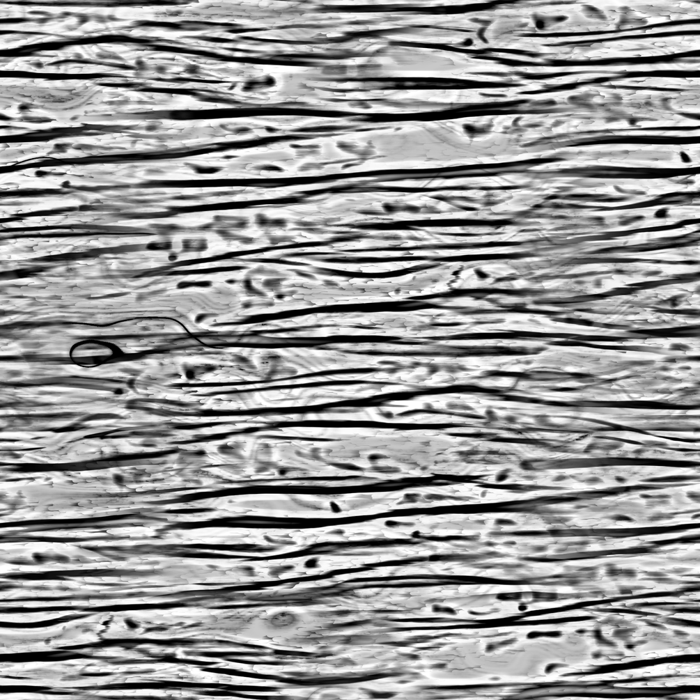 Wood Texture_ height map