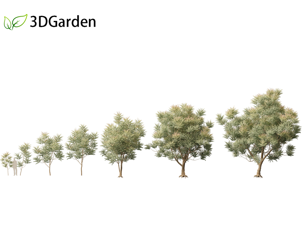 (HighPoly+LowPoly) Azadirachta indica – neem tree 3D Model