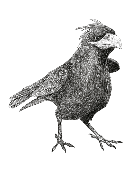 Crow pen drawing art print