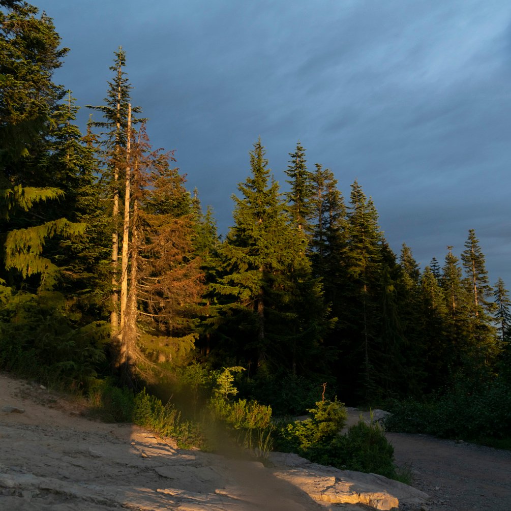 Free reference pack - Vancouver green 8K