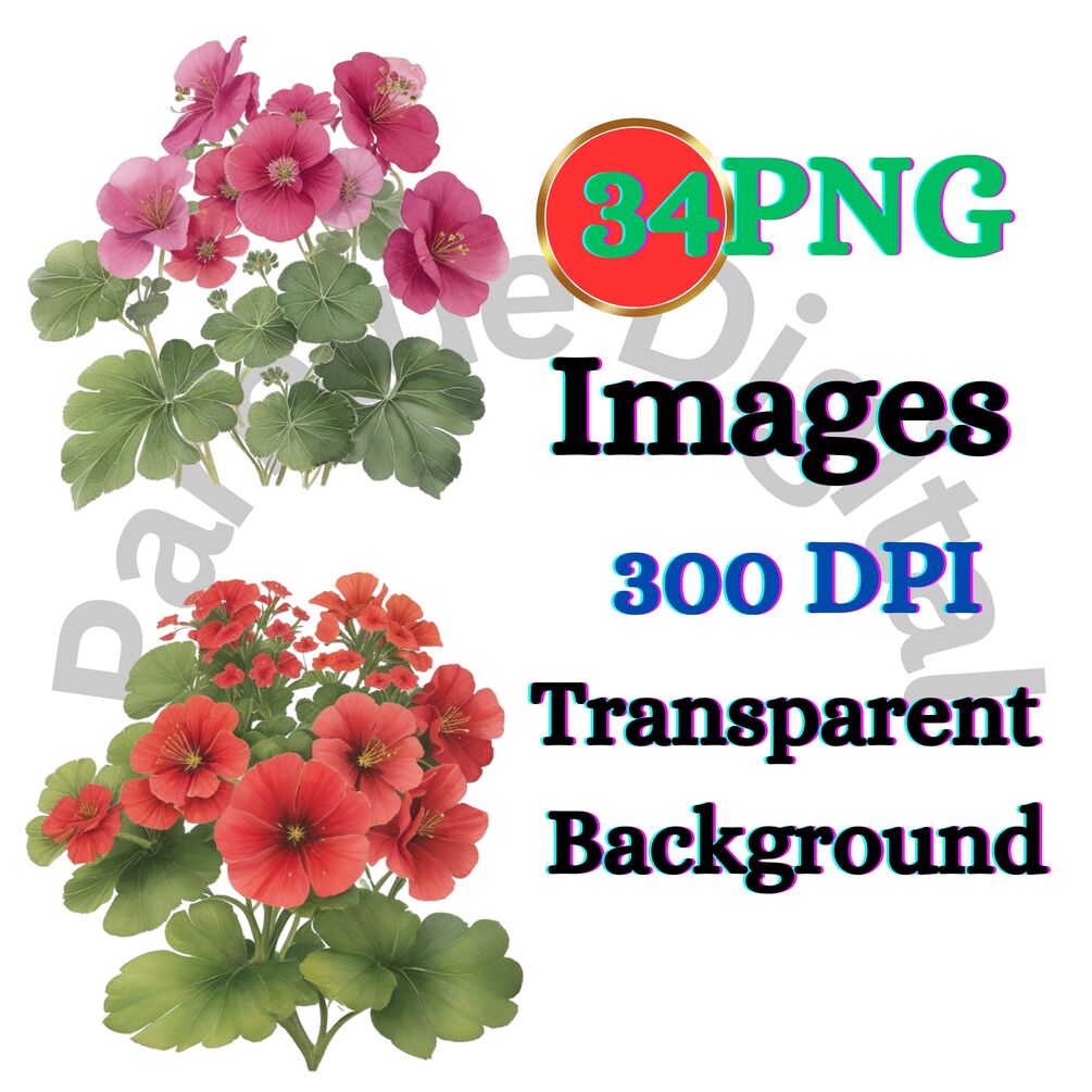 Geranium Clip Art With Transparent Background | Digital Download ...