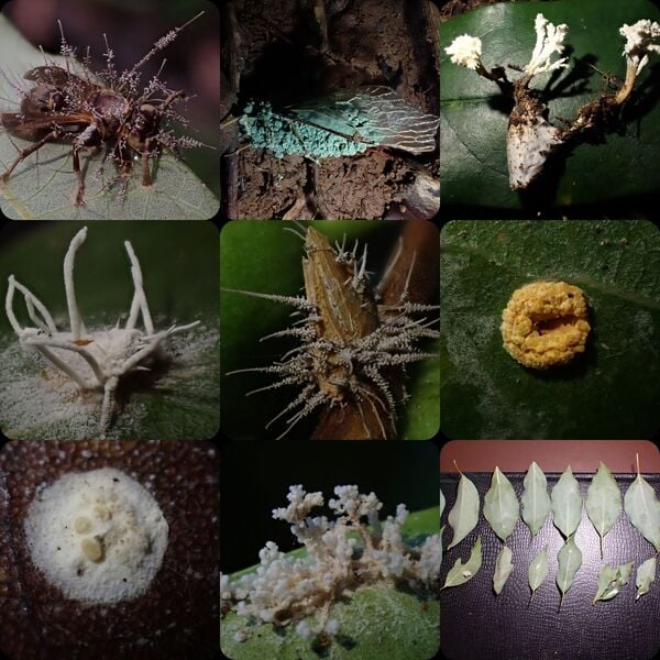 Earthling Full Gallery Bundle - Australian Macro Photography Collection ...