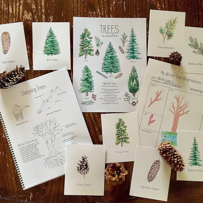 Tree Nature Study BUNDLE - Charlotte Mason