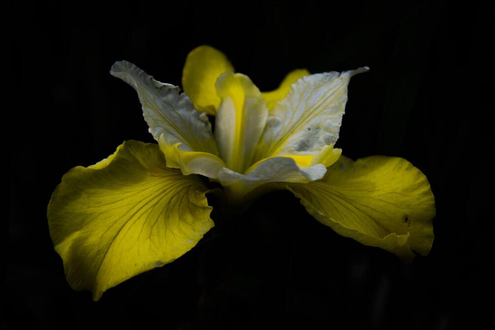 Therese Phillips Photography