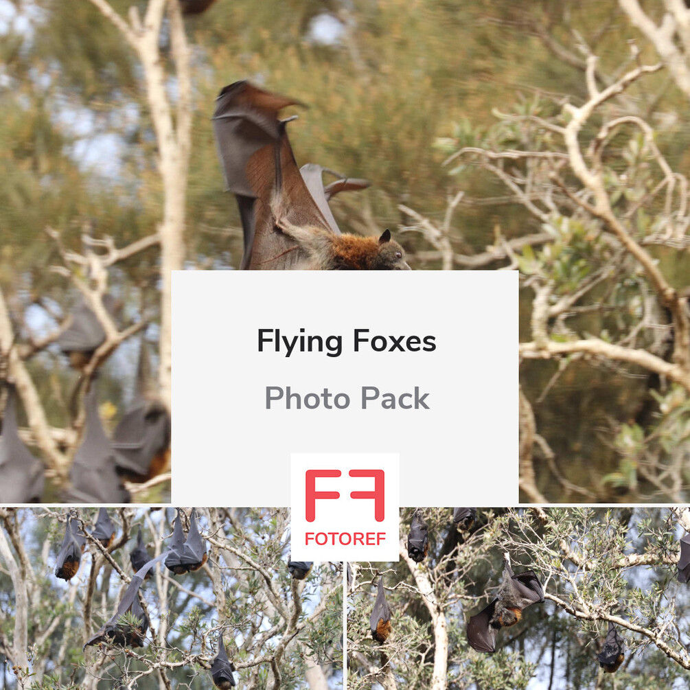 171 photos of Flying Foxes