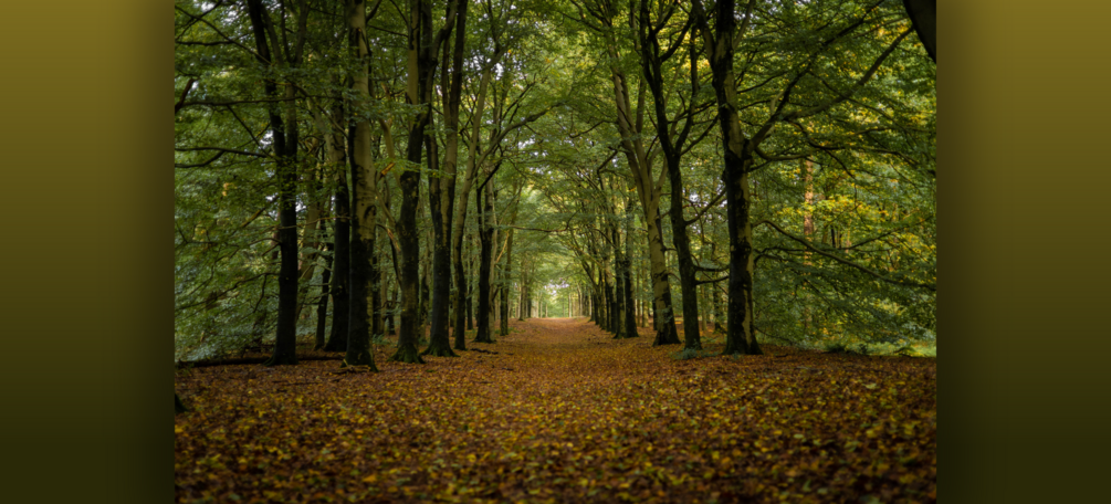 Forest Falls - Desktop Background