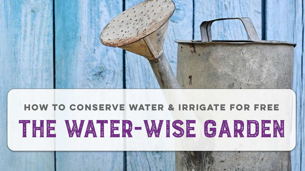 The Water-Wise Garden