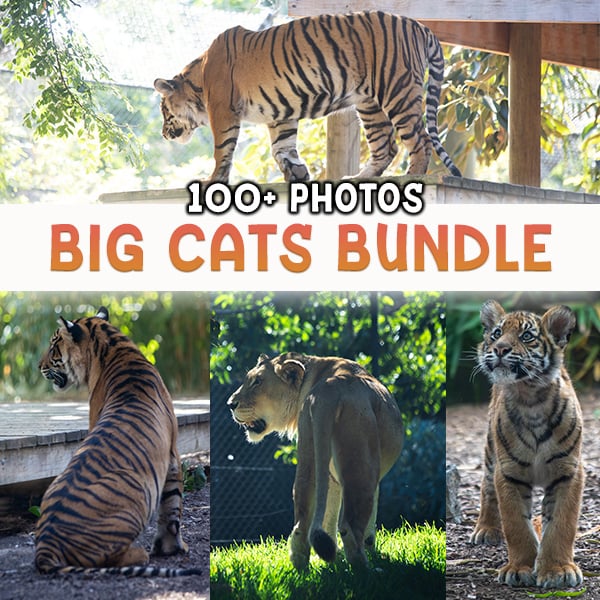 🐼 Animal Reference Pack | 150+ photos