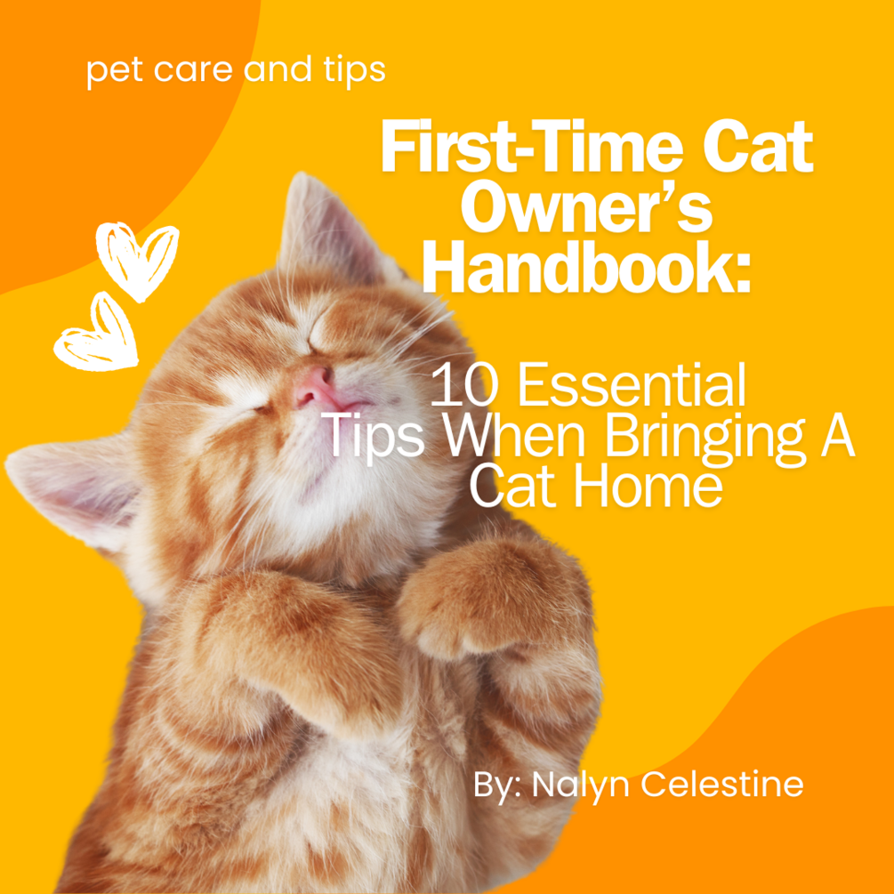 First Time Cat Owner's Handbook: 10 Essential Tips When Bringing Home A Cat