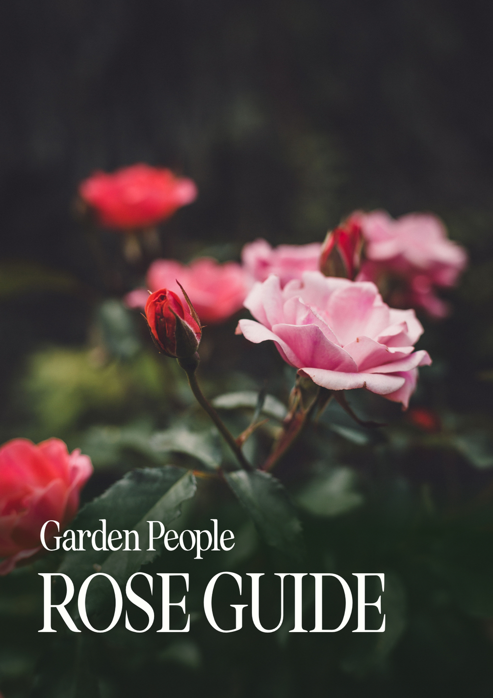 The Rose Guide