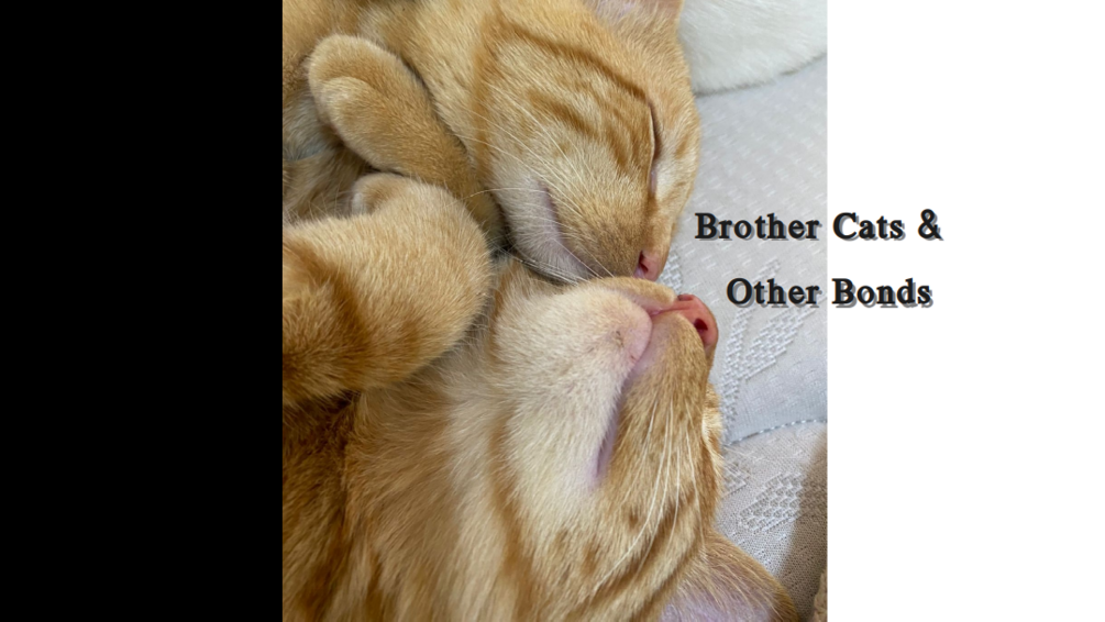 Brother Cats and Other Bonds