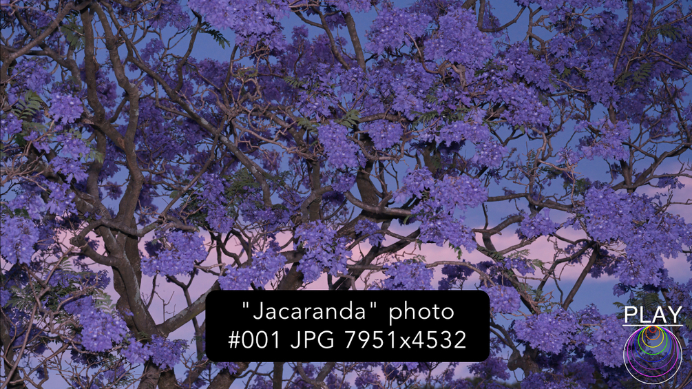 PLAYlogo "Jacaranda" photo #001 "Centennial Sunset Jacaranda"