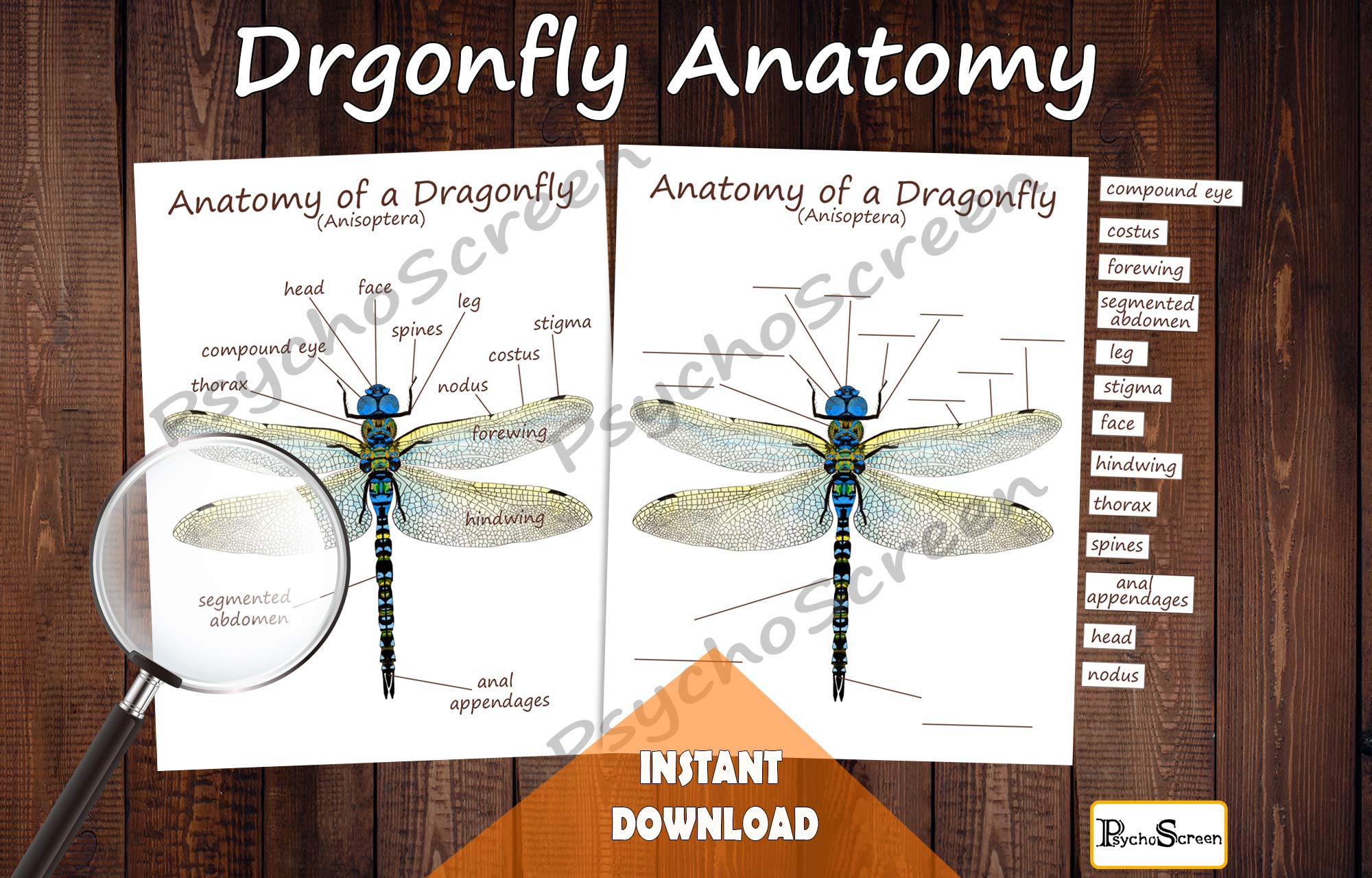 DRAGONFLY Unit Study: MEGA Printable dragonflies set, anatomy, life ...
